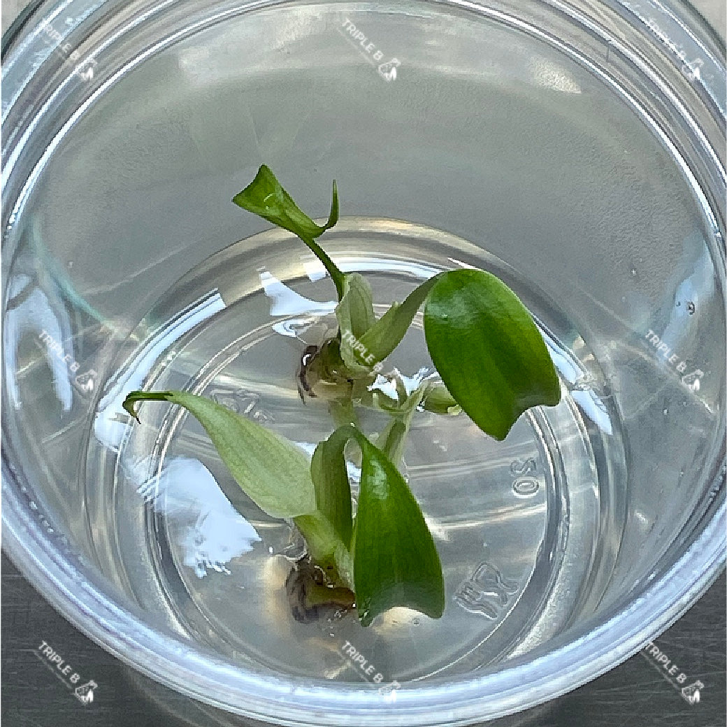 Tissue Culture - Monstera Dilacerata ( Burle Marx Flame ) – Triple B Lab